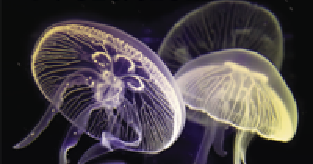 mgu Publication 2019 jellyfish Ecology & Evolution | Okinawa Institute ...