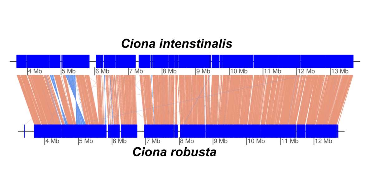 Ribbon charts comparing chromosomes across species | Okinawa Institute ...
