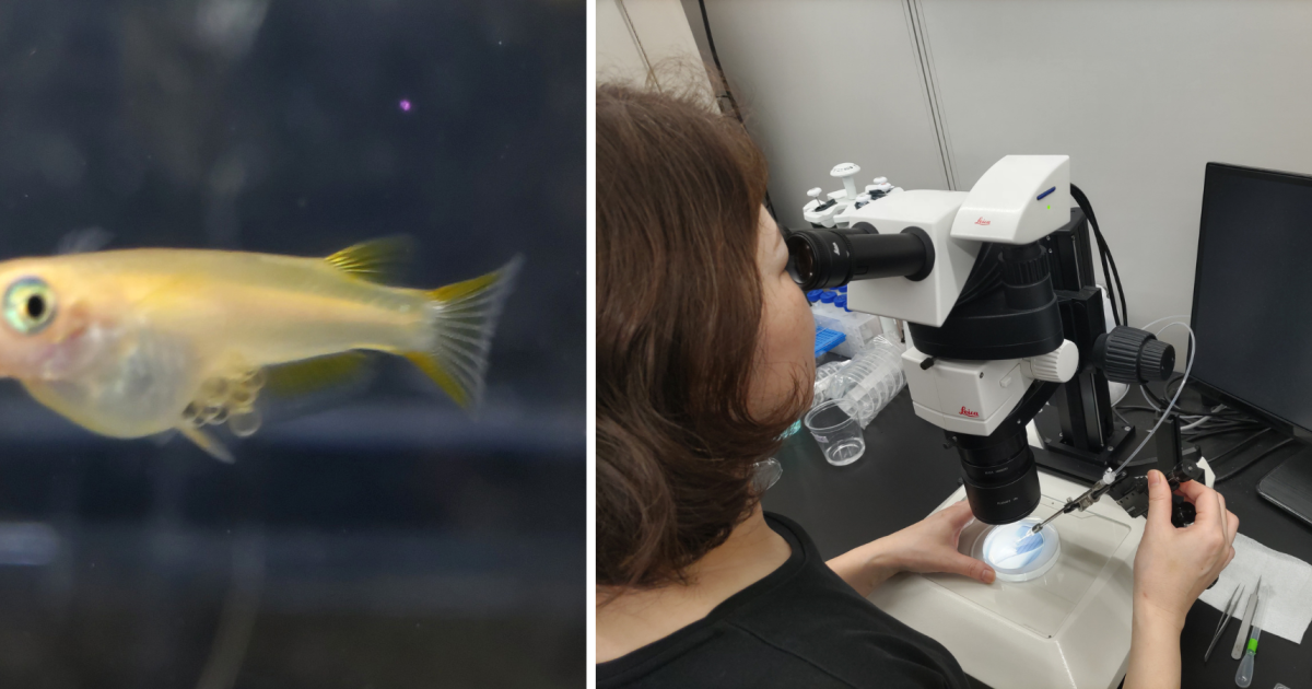 Egg-carrying medaka fish and Dr Ai Kiyomitsu with microscope | Okinawa ...