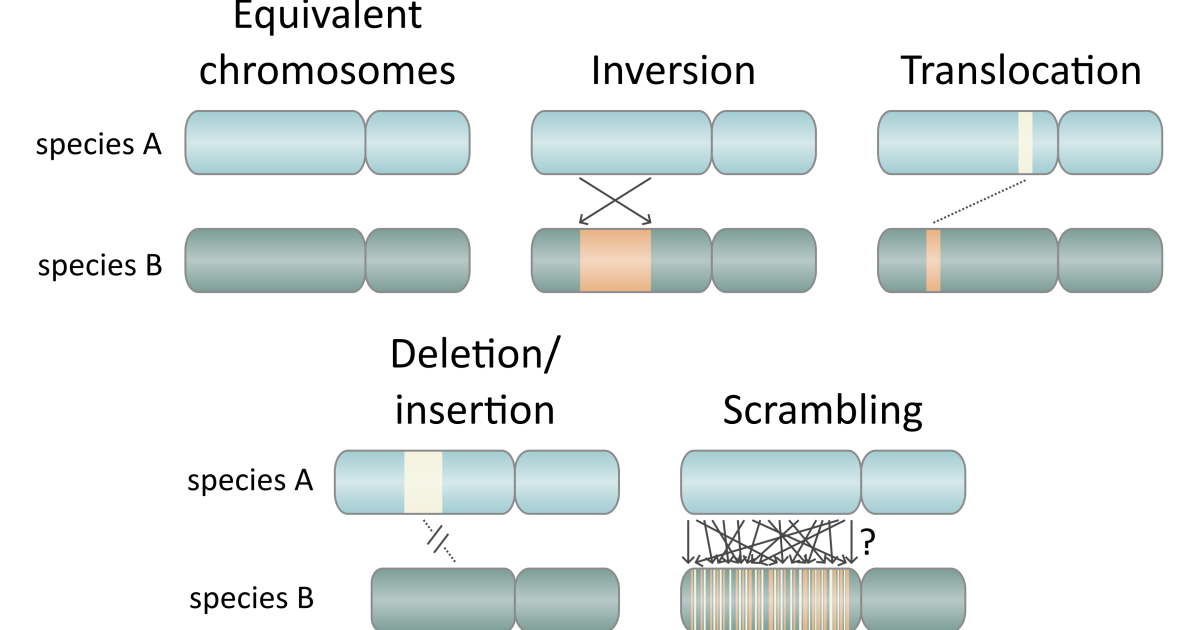 Illustrations of common genomic rearrangements | Okinawa Institute of ...