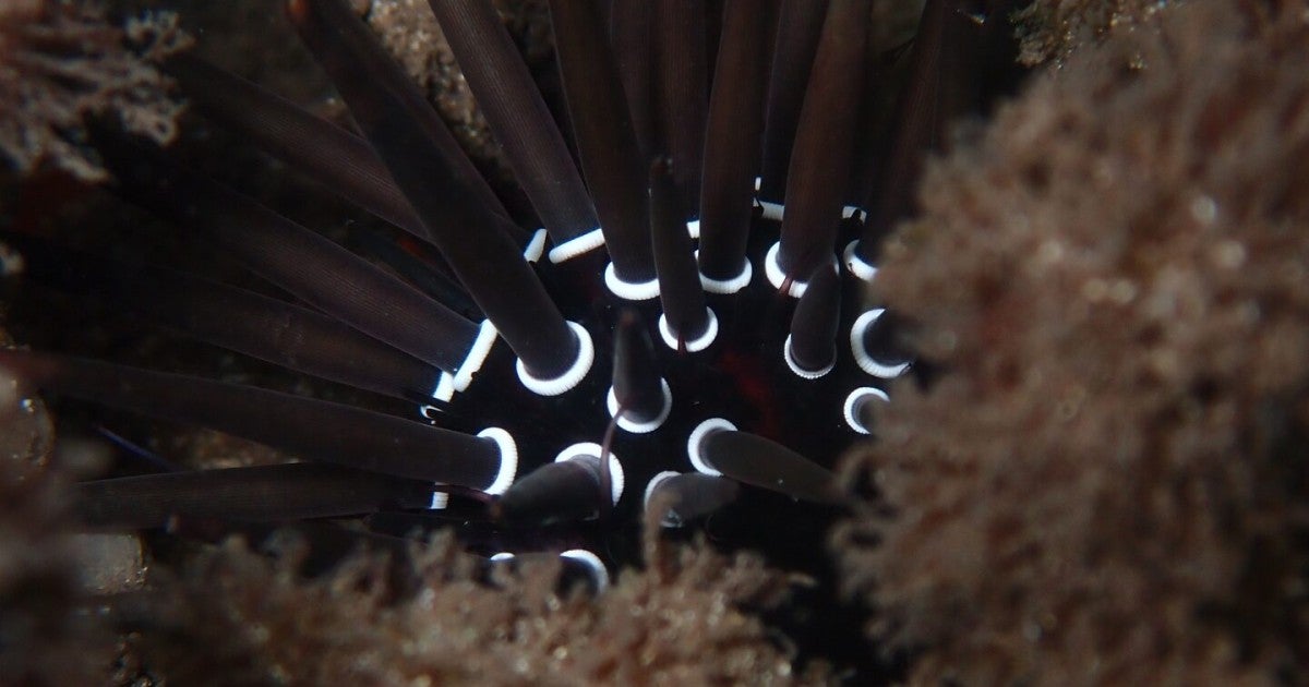 macc annual report urchin | Okinawa Institute of Science and Technology ...