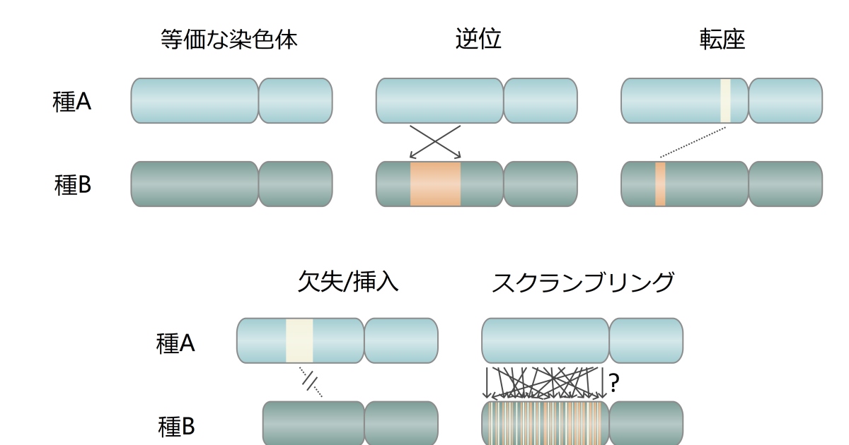 JA Illustrations of some types of genomic arrangements | Okinawa ...