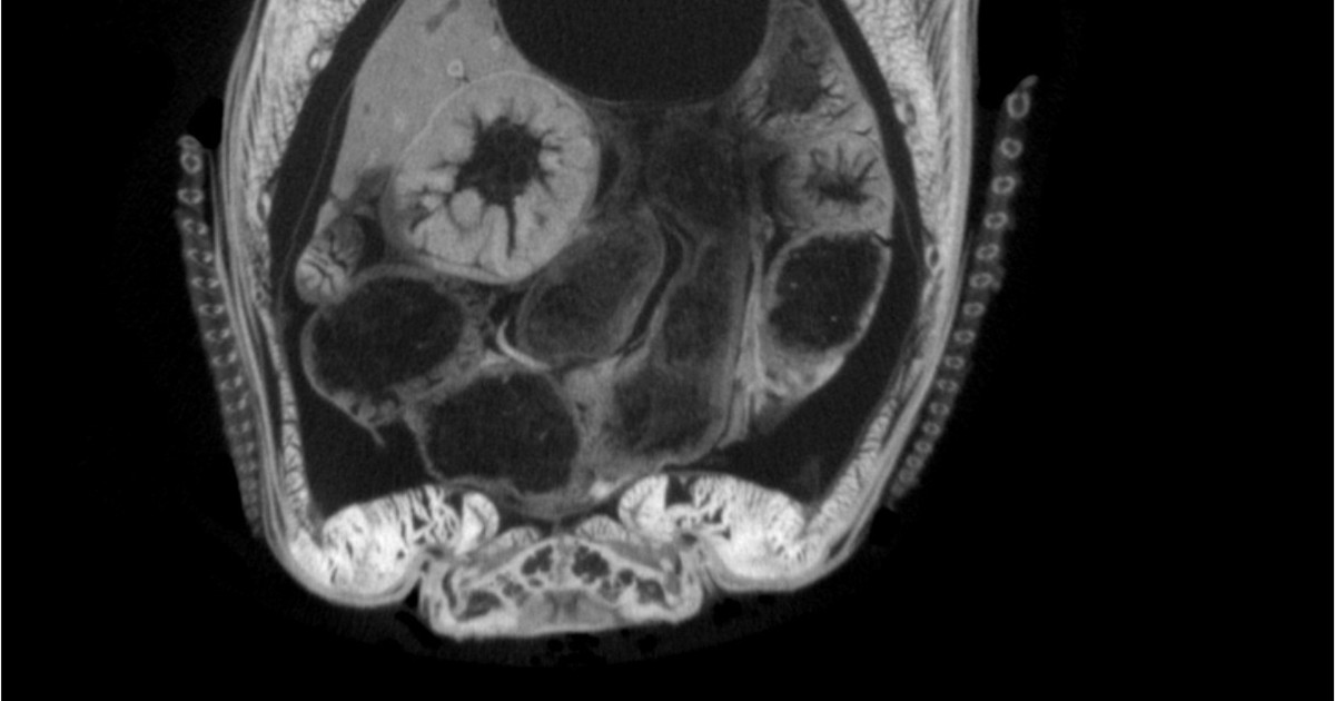 MRS µCT-Image of a damselfish MudskipperPR | Okinawa Institute of ...