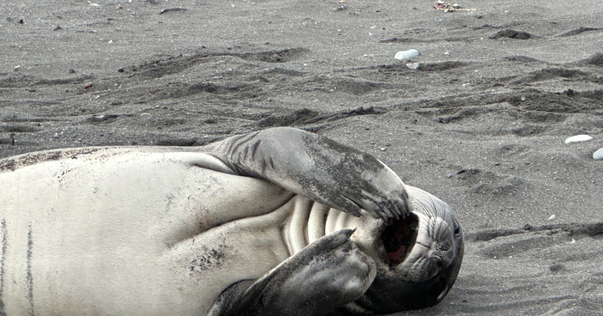 A seal lazing on a beach in Antarctica | Okinawa Institute of Science ...