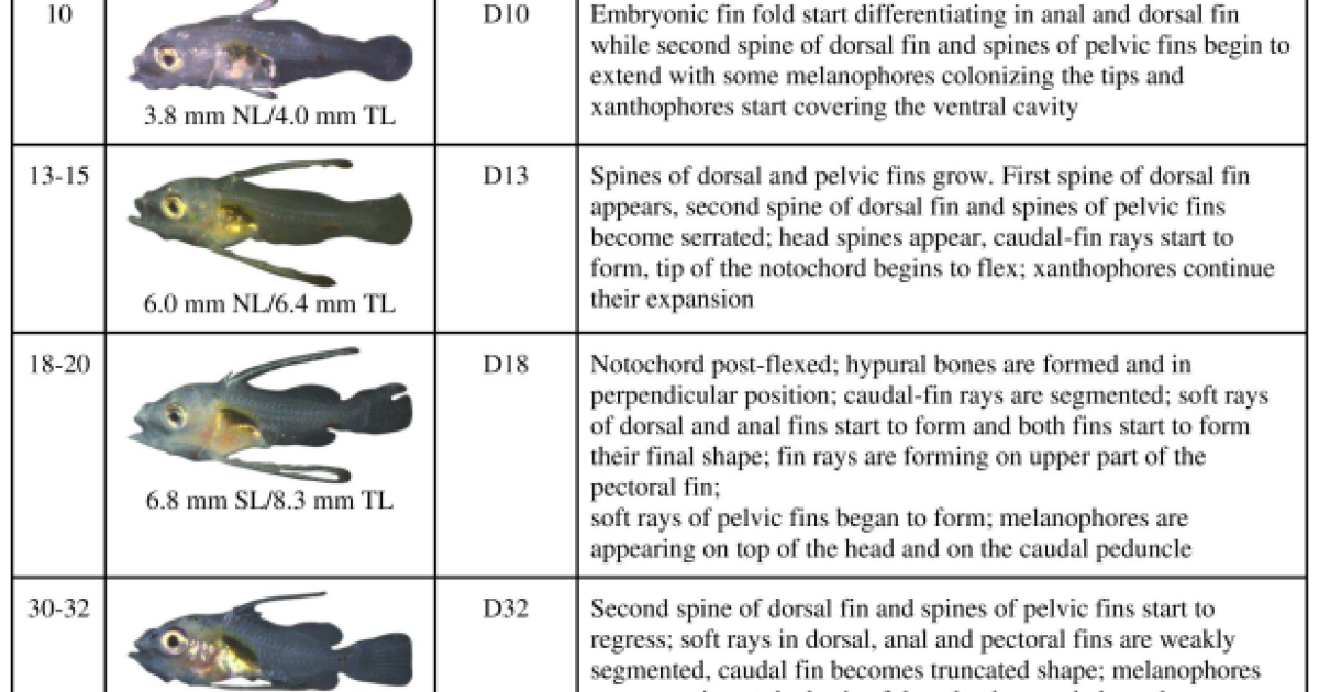 Physical descriptions of the larval and juvenile stages of the Malabar ...