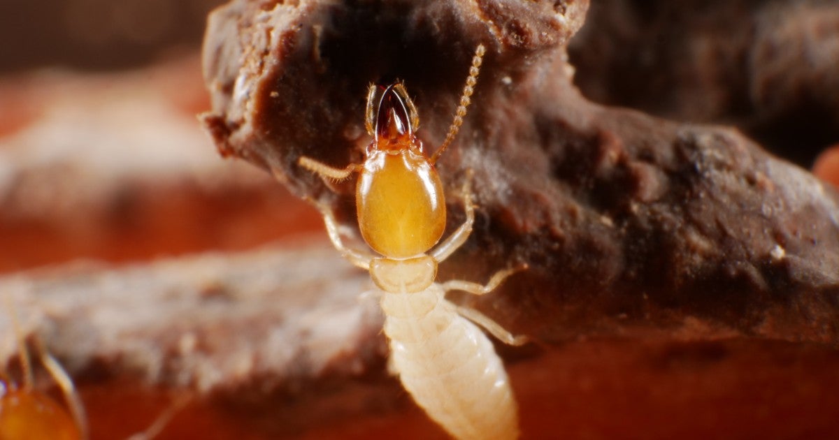 The dictionary of termites has been rewritten | Okinawa Institute of ...