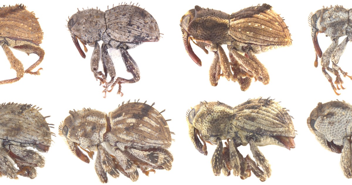 12 New Weevil Species Found with Advanced Imaging | Mirage News