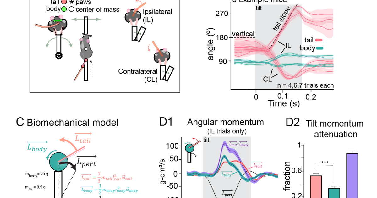 Tracking and modeling mouse movements during platform walking task ...