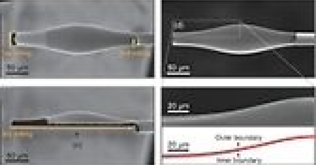 light-microbubble_structure | Okinawa Institute of Science and ...