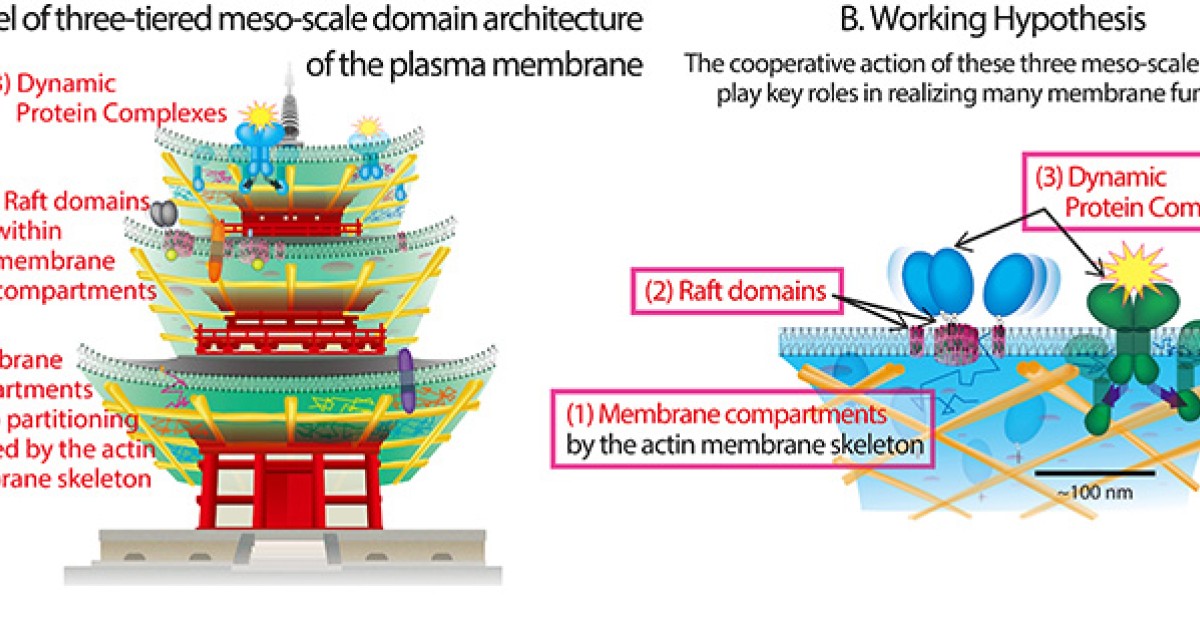 kusumi-research-fig5 | Okinawa Institute of Science and Technology OIST