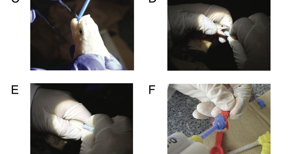 Step-by-step process of taking fish teeth impressions | Okinawa ...