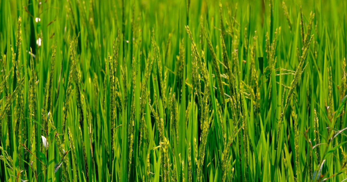 rice field | Okinawa Institute of Science and Technology OIST