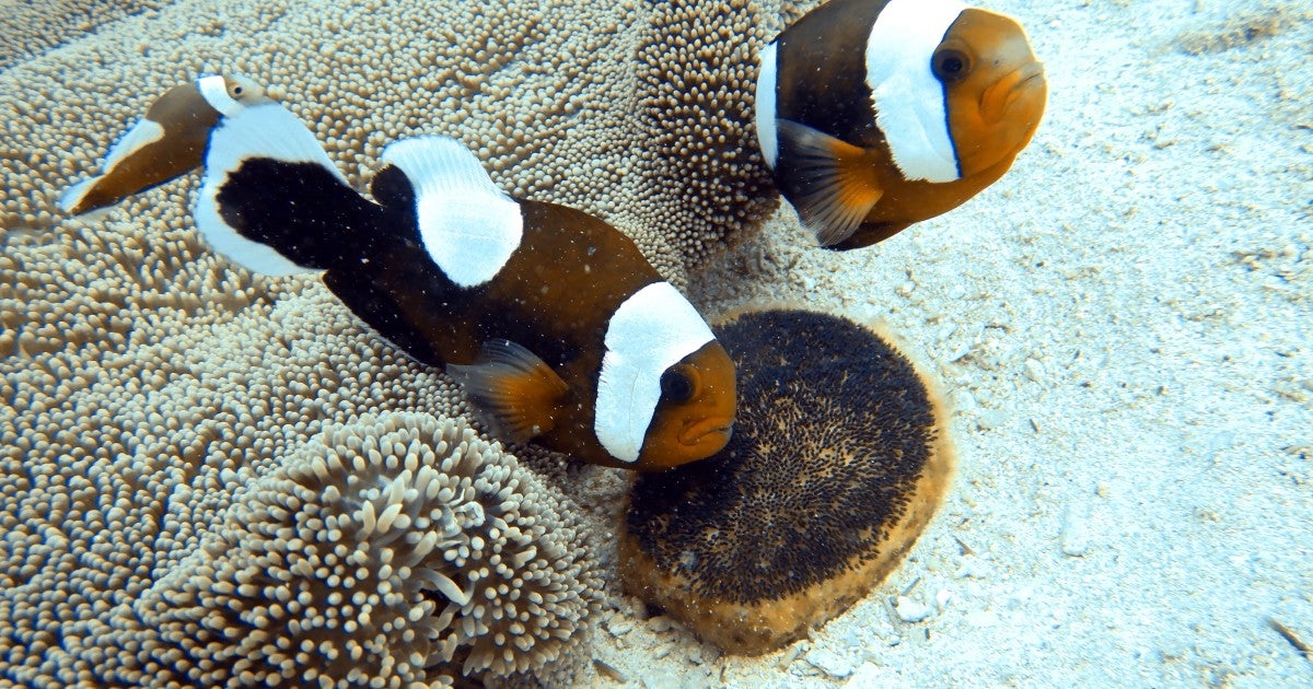 The saddle-back anemonefish (Amphiprion polymnus) in a carpet sea ...