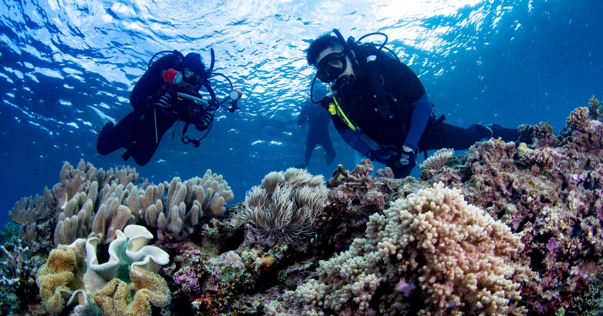 Climate Change Unit Blue Carbon Project | Okinawa Institute of Science ...