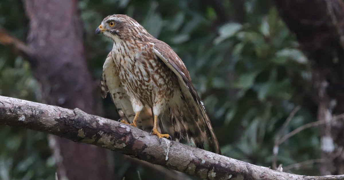 cf-esi acoustic birds | Okinawa Institute of Science and Technology OIST