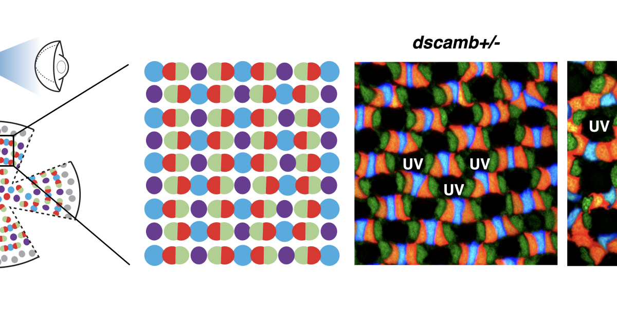 Lattice-like regular pattern of the cone mosaic in adult zebrafish ...