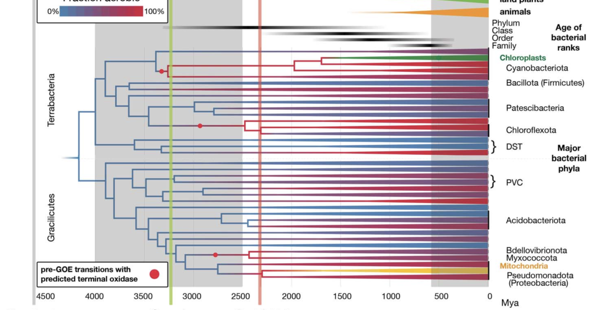 An integrated approach to date bacterial evolution and reconstruct the ...