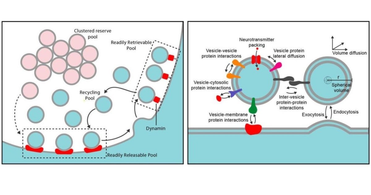 The vesicle cycle and relevant interactions | Okinawa Institute of ...
