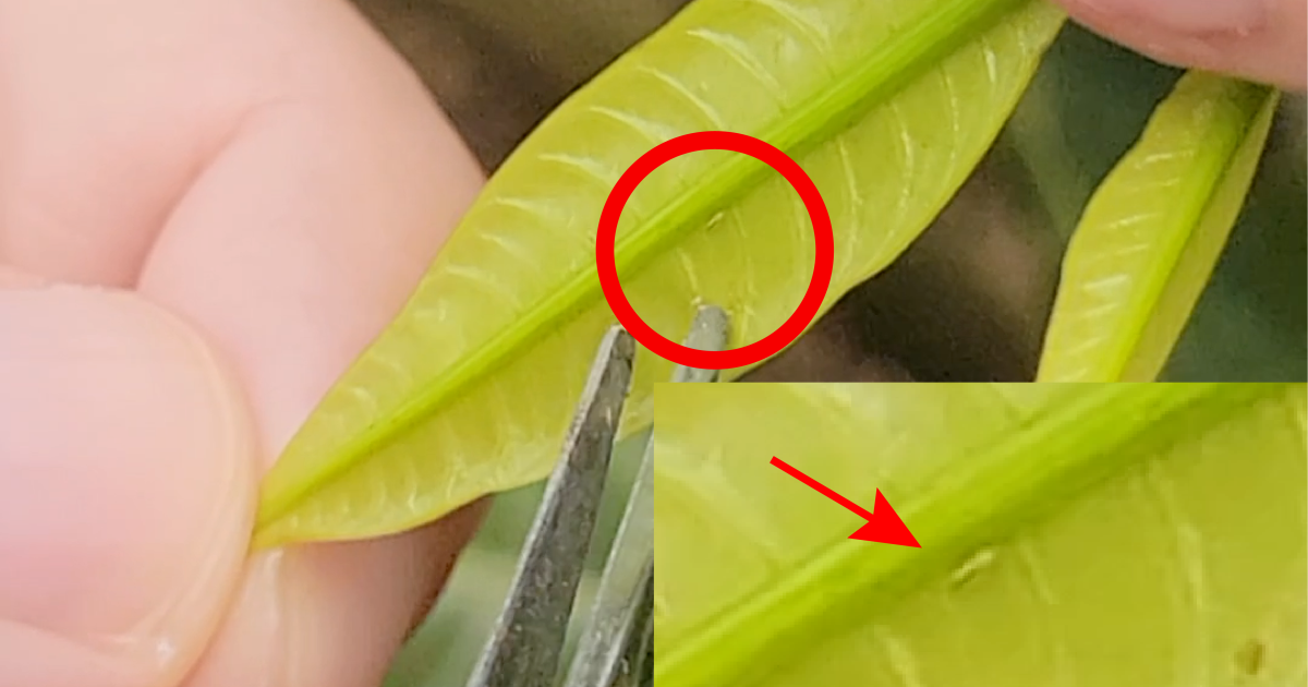 iGEM thrips collection zoom | Okinawa Institute of Science and ...