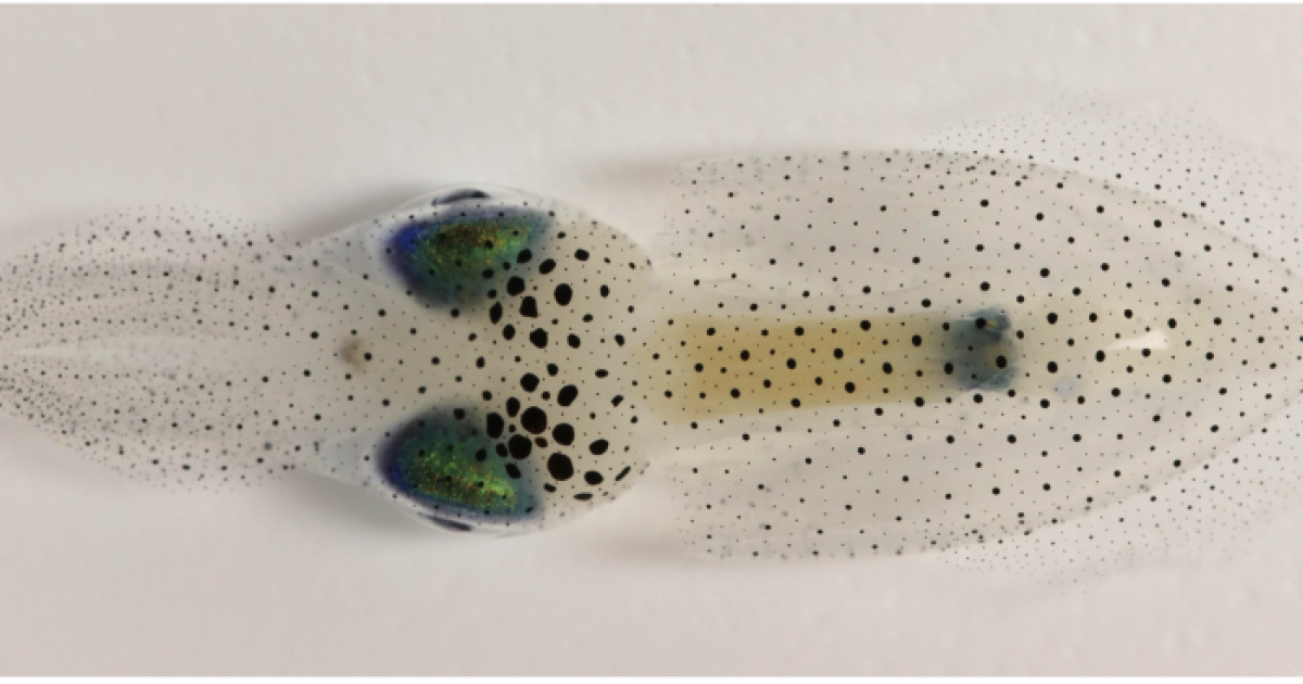 Hyperdisorder appears in pigment patterns on squid skin | Okinawa ...