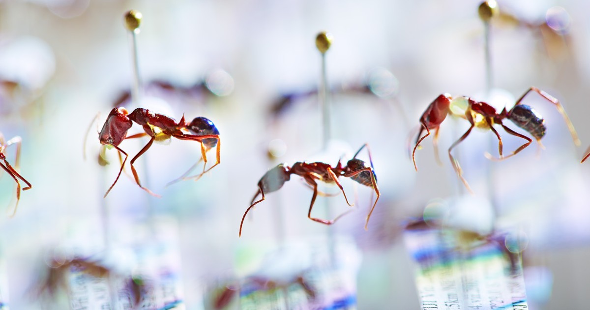 Inside the Hidden Insect Apocalypse Threatening Ants in Fiji | Okinawa ...