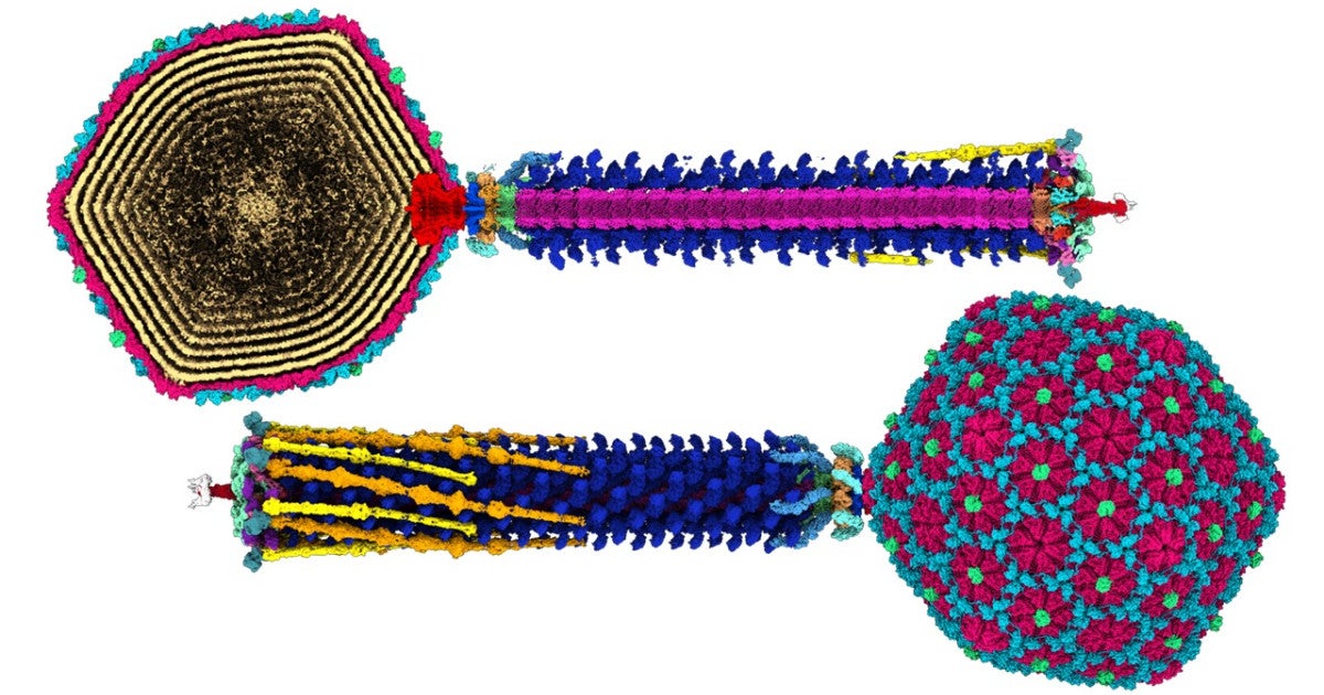 Bacteriophage characterization provides platform for rational design ...