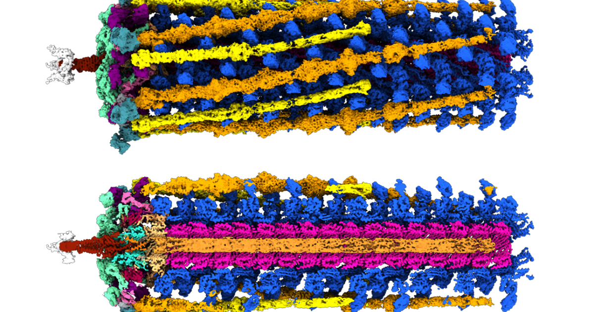 Phage tail and baseplate structure | Okinawa Institute of Science and ...