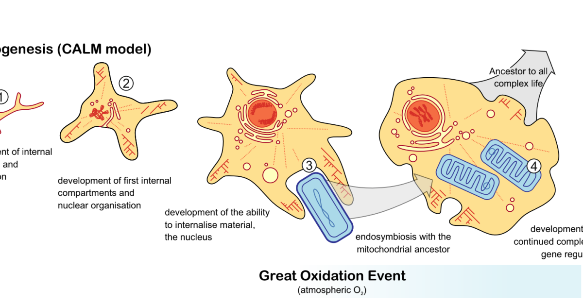 CALM model of eukaryogenesis | Okinawa Institute of Science and ...