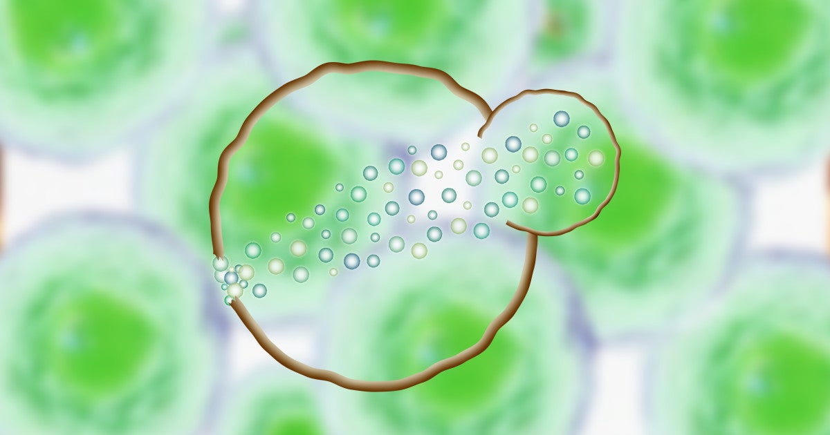 Mapping the Key Proteins Involved in Plasma Membrane Repair | Okinawa ...