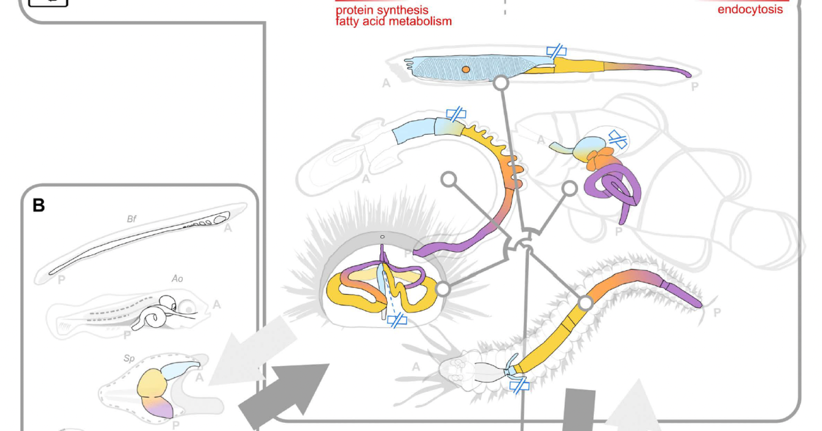 From Anemonefish to Acorn Worm: Comparative Transcriptomics Reveals the ...