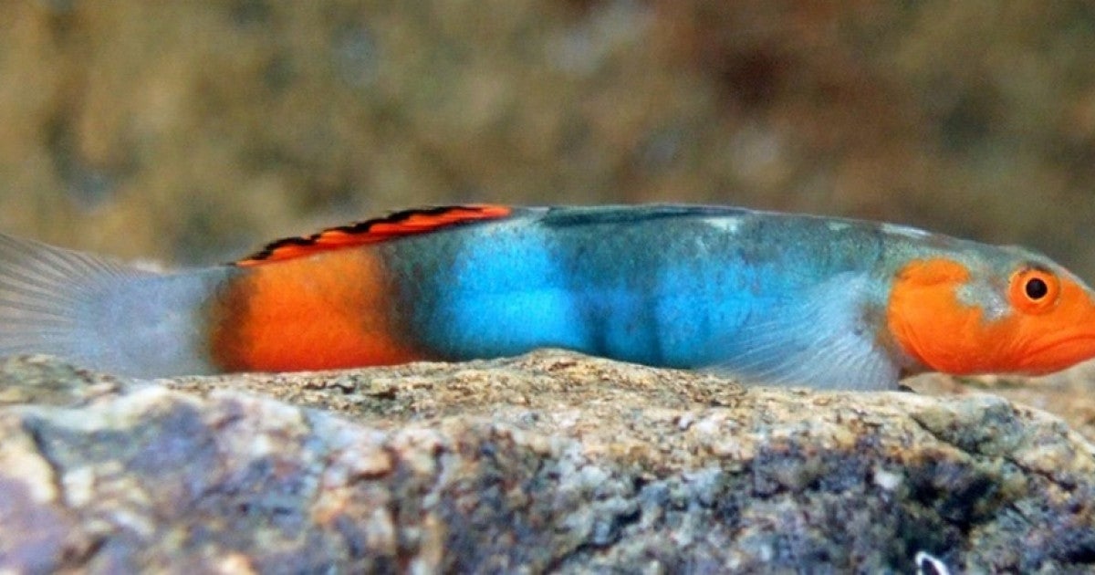 Lentipes kijimuna goby | Okinawa Institute of Science and Technology OIST