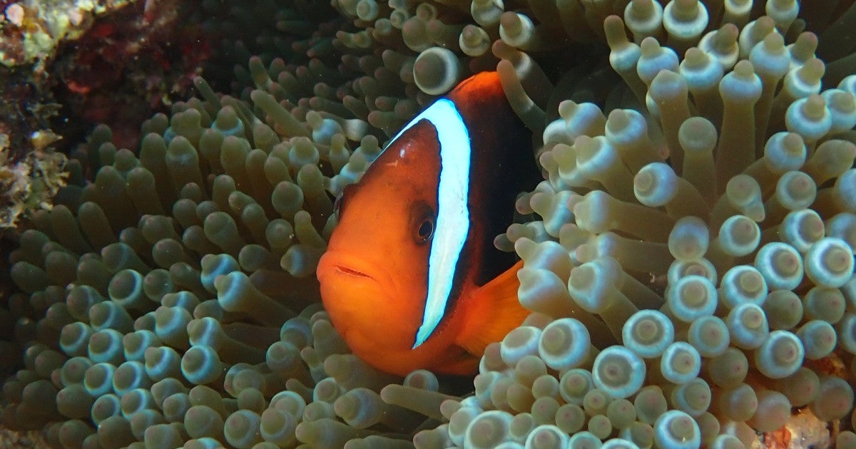 Social pressure forces baby clownfish to lose their bars faster ...