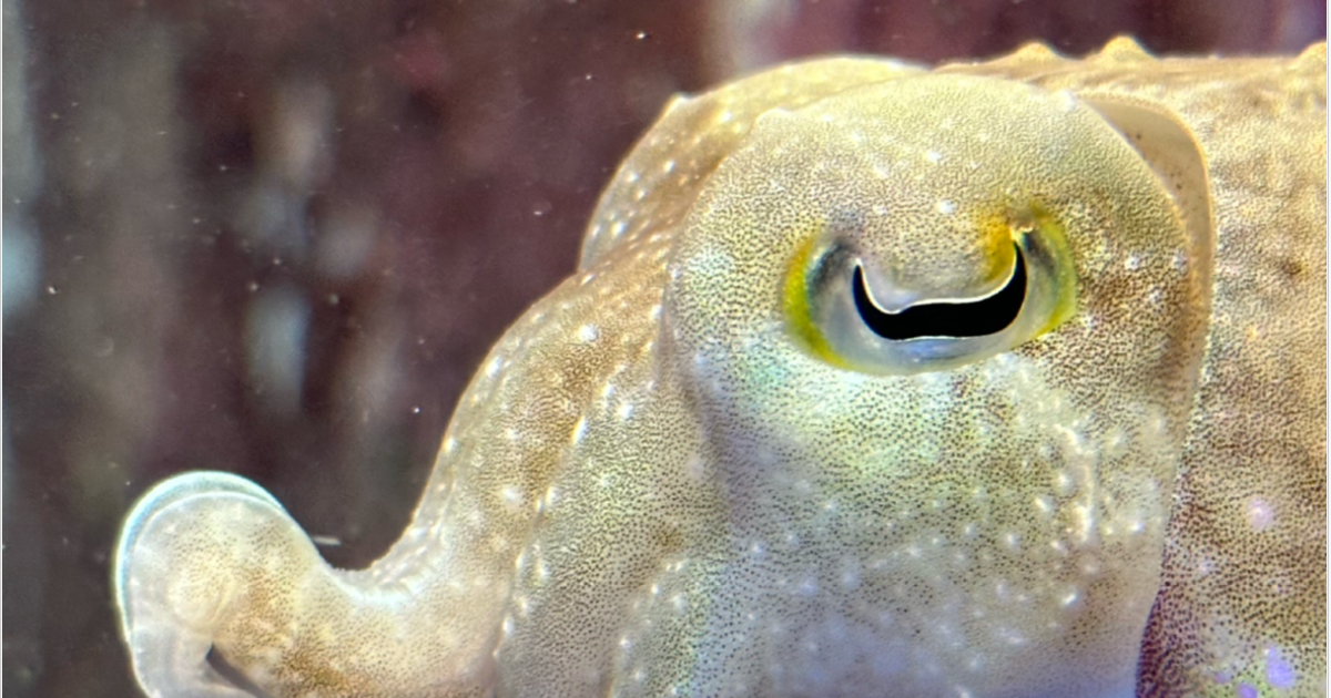 Cuttlefish face | Okinawa Institute of Science and Technology OIST