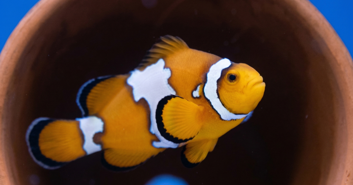 Mutant clownfish reveals the gene behind nature’s patterns | Okinawa ...