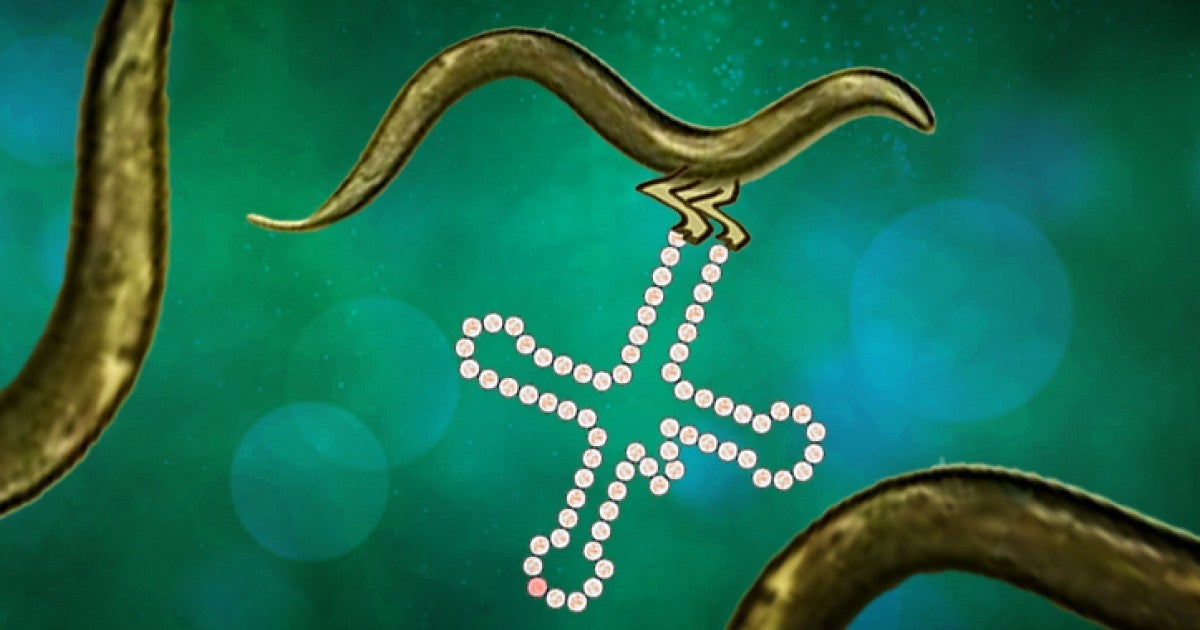 New Gene Linked to Healthy Ageing in Worms | Okinawa Institute of ...