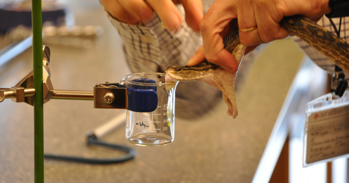 Biting into Snake Venom Mysteries | Okinawa Institute of Science and ...