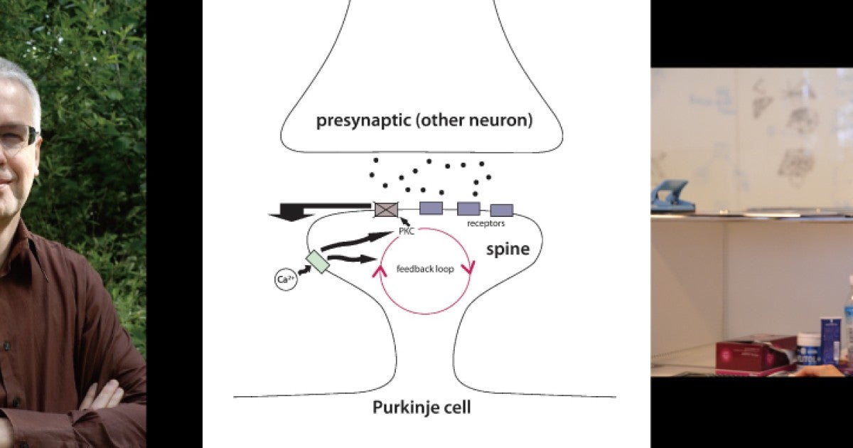 Model Demonstrates the Importance of Randomness to Brain Adaptation ...