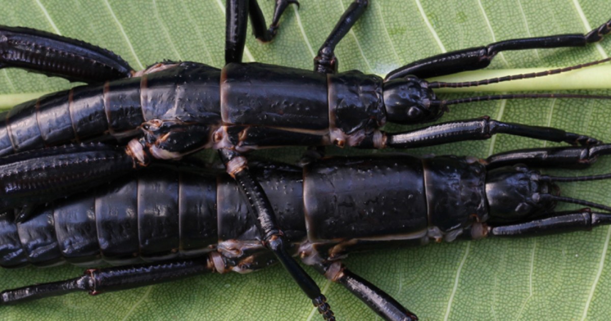 The Lord Howe Island Stick Insect Lives: A Story of Survival | Okinawa ...