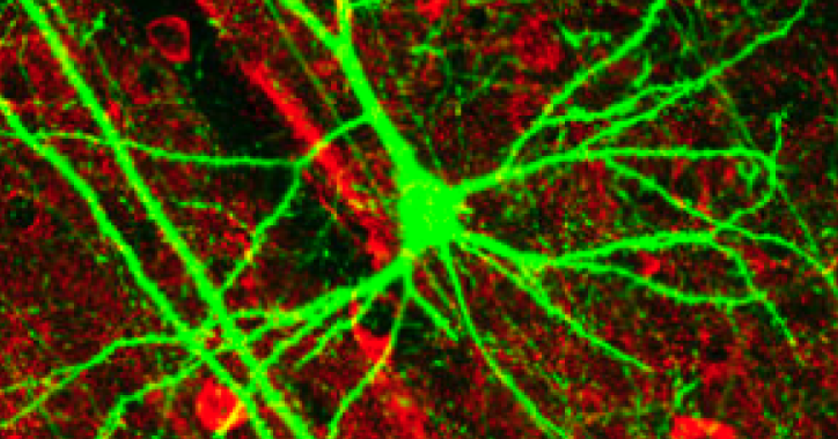 First Determination of Speed Vesicles Refill with Neurotransmitter ...