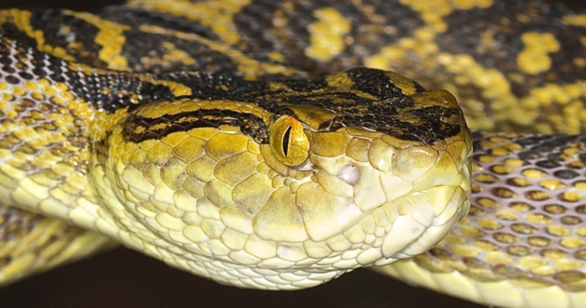 Toxic Cocktail: Okinawan Pit Viper Genome Reveals Evolution of Snake ...