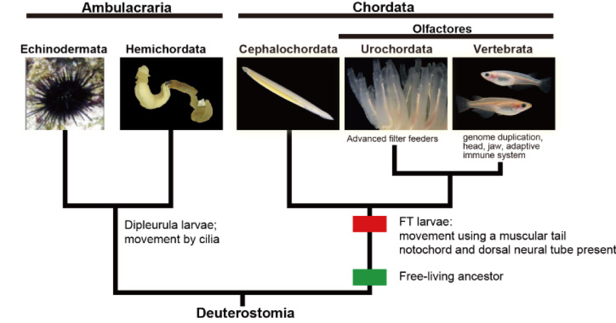 The Phylum Vertebrata: New Concepts Based on Advances in Animal ...