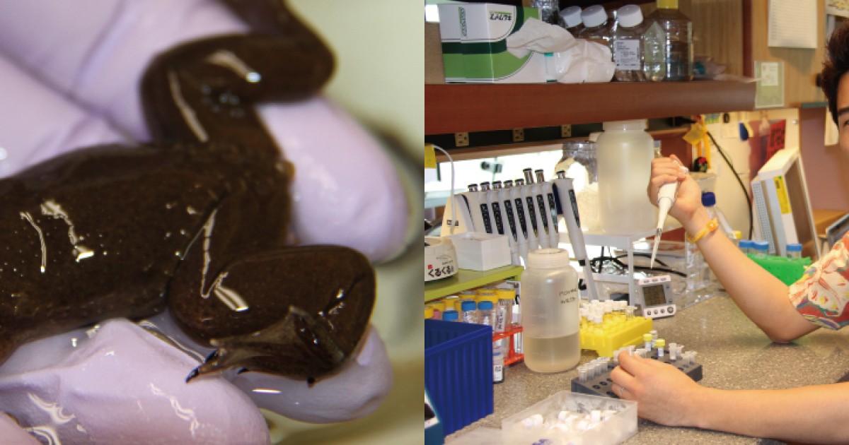 frog dissection head