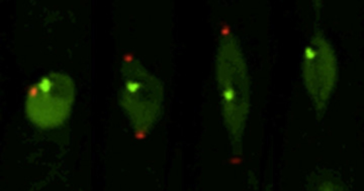 failed-mitosis.jpg | Okinawa Institute of Science and Technology OIST