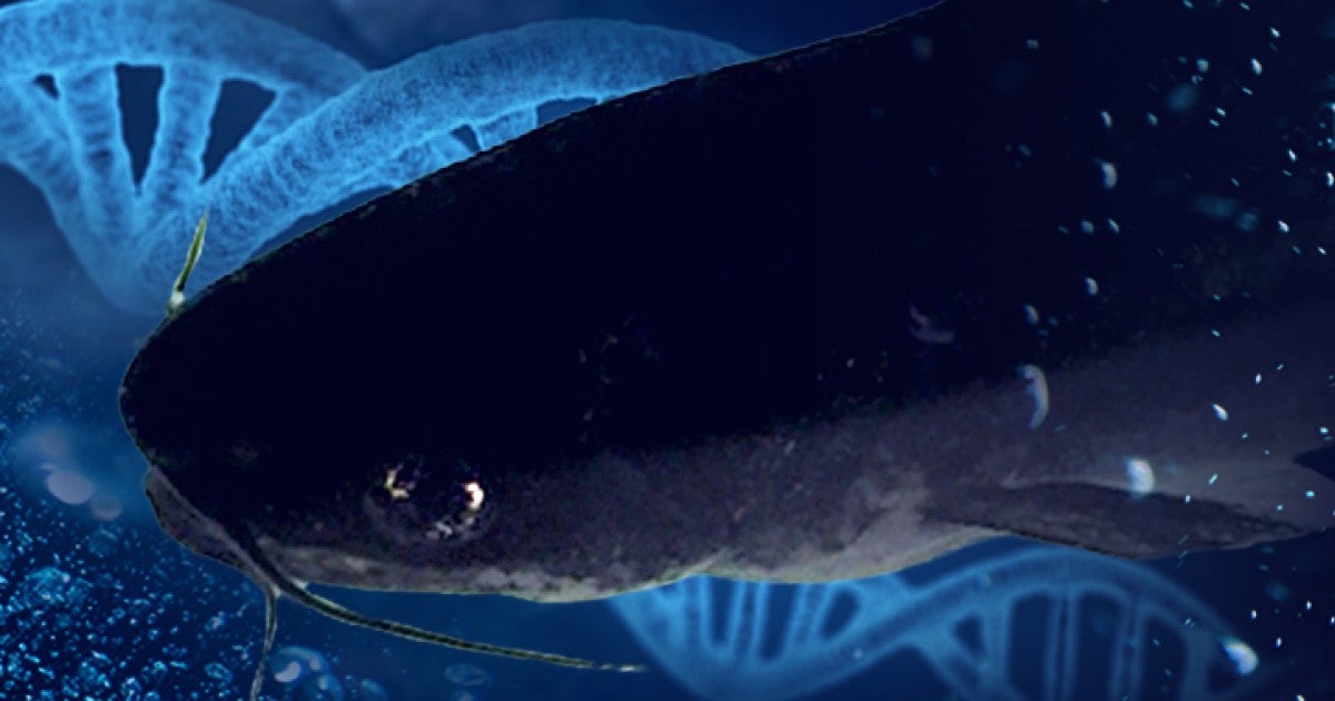Asian Catfish Genome Decoded | Okinawa Institute of Science and ...