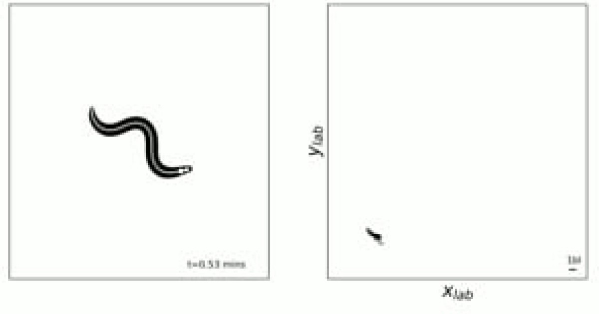 The new model turns computer-generated worm poses into lifelike motion ...