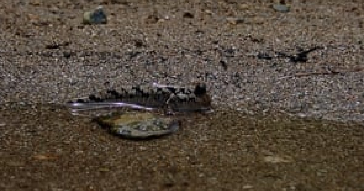 Mudskipper walking | Okinawa Institute of Science and Technology OIST