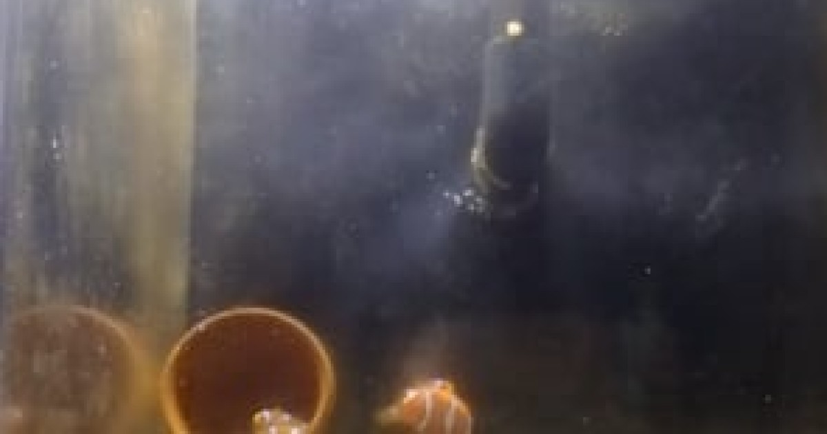 Video from Amphiprion ocellaris experiments from Marine Eco-Evo-Devo ...
