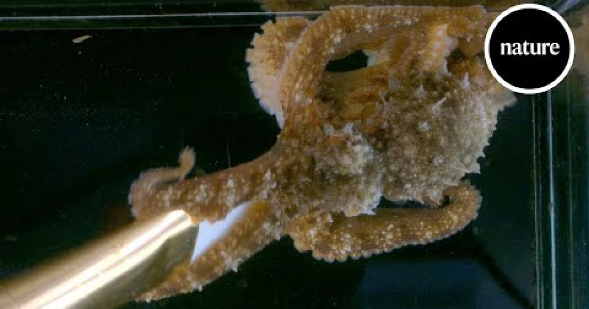 Do octopuses dream? Brain recordings provide the first clues | Okinawa Institute of Science and ...
