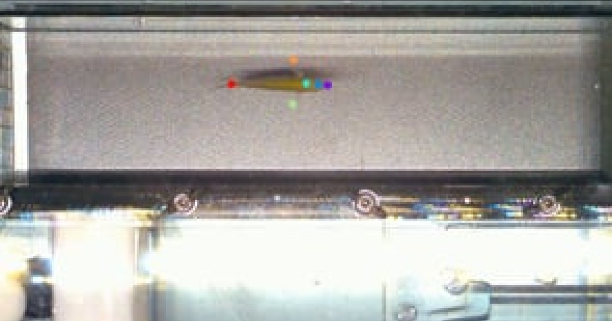 Tracking fish to estimate dynamic body acceleration | Okinawa Institute ...