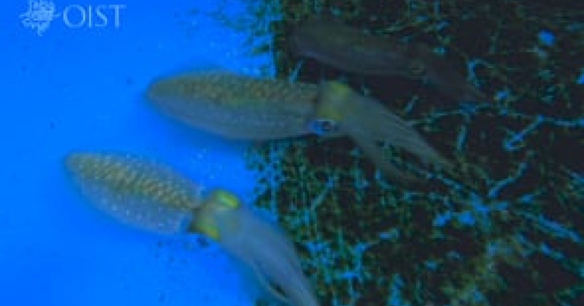 The color changing squid | 色を変えるツツイカ | Okinawa Institute of Science and ...